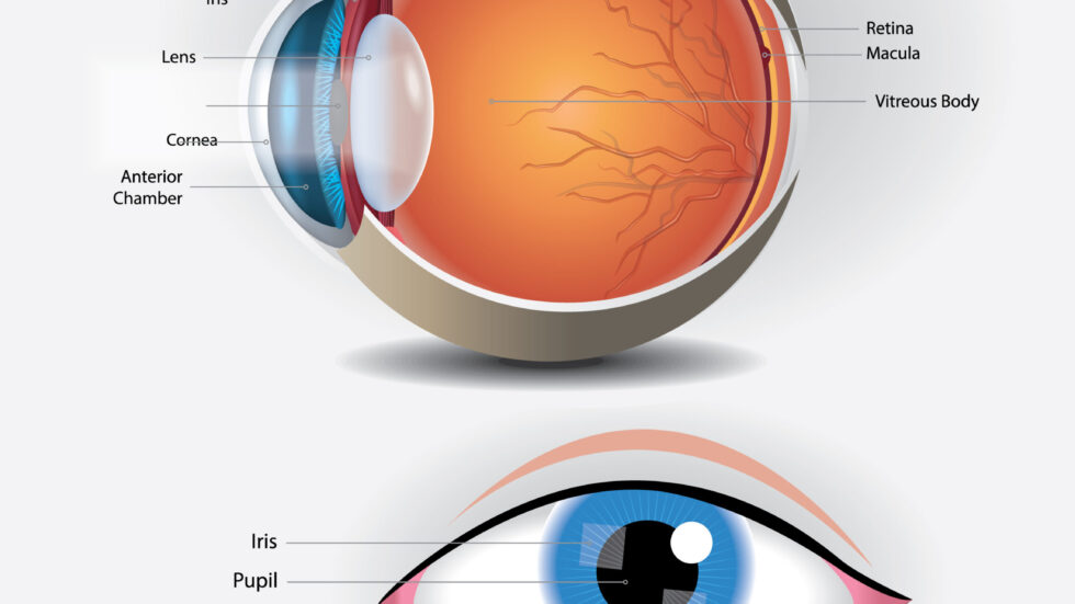 Cornea - Florida Eye Surgeons And Associates